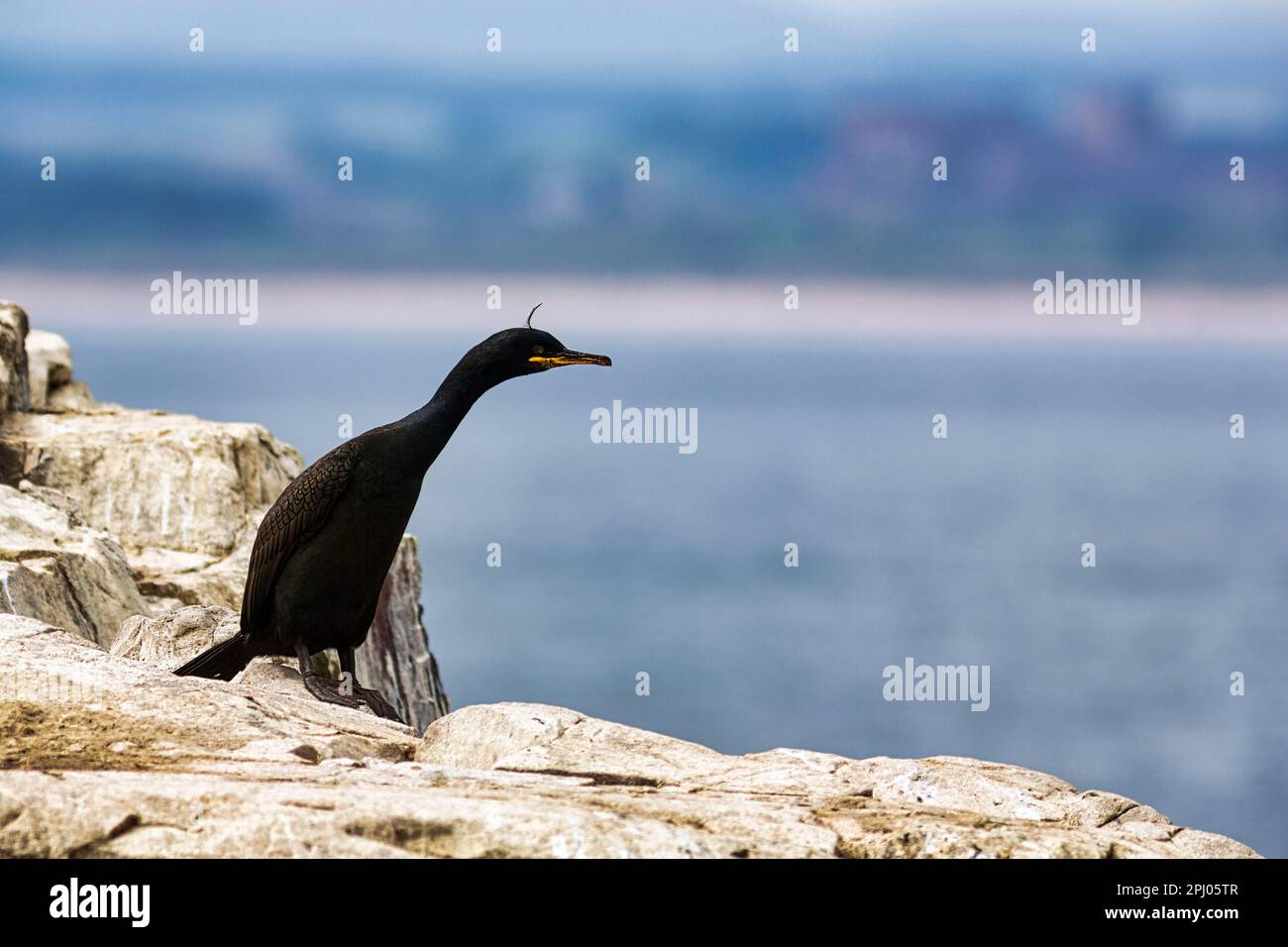 Common shag (Phalacrocorax aristotelis) on rocks in the North Sea ...