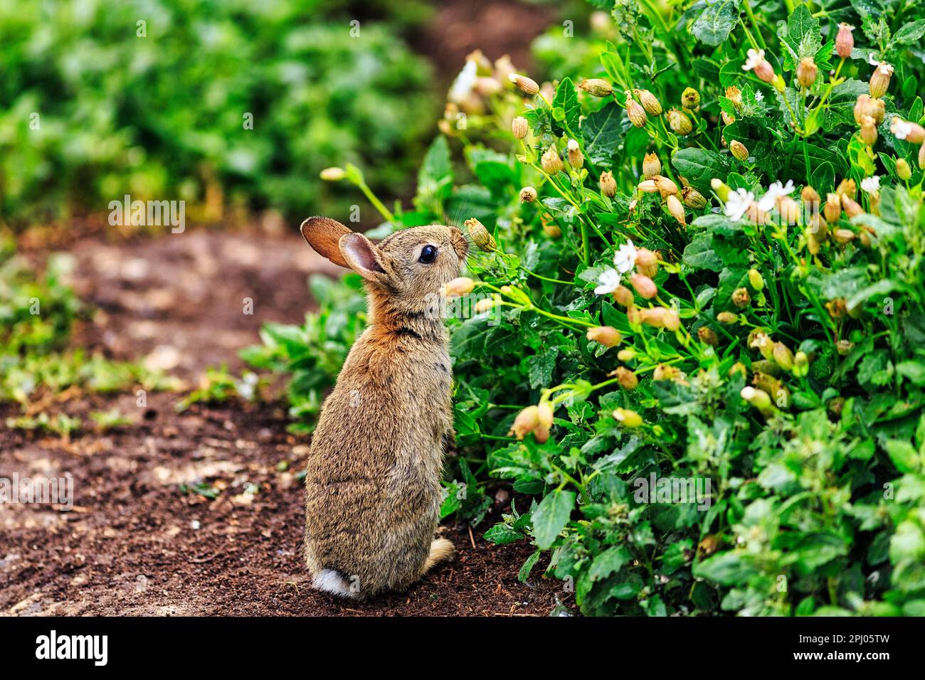 European rabbit (Oryctolagus cuniculus), Inner Ferns, Farne Islands ...