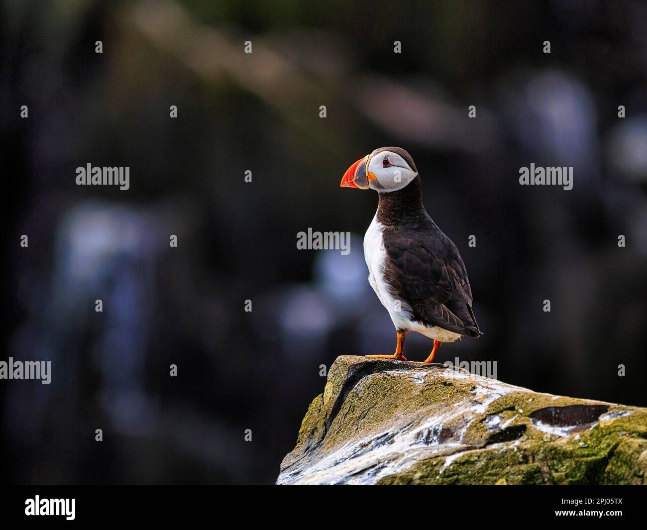 Solitary Puffin (Fratercula arctica), Puffin on rocks, Staple Island ...