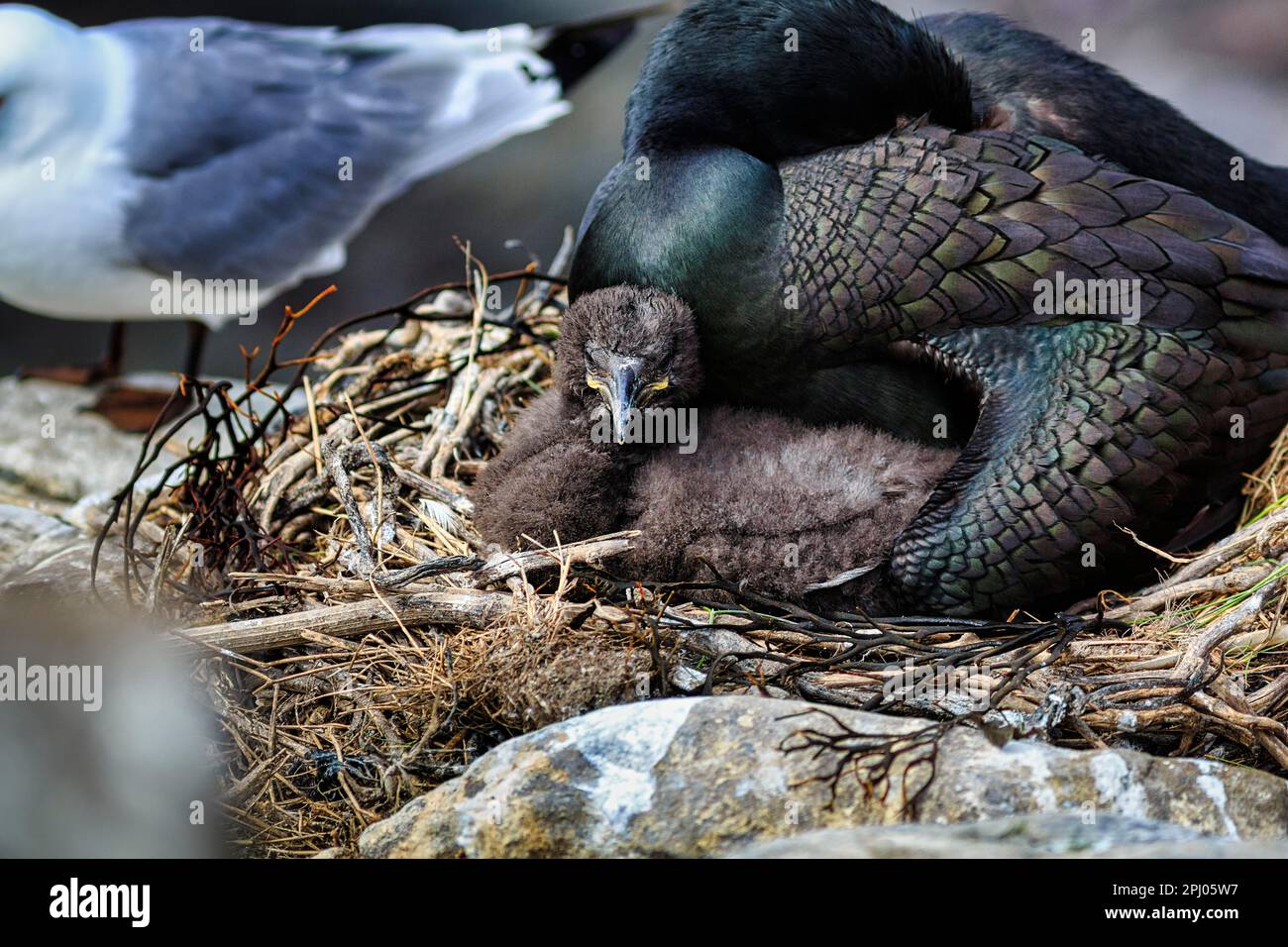 Common shag (Phalacrocorax aristotelis), Old bird with chicks, Young ...