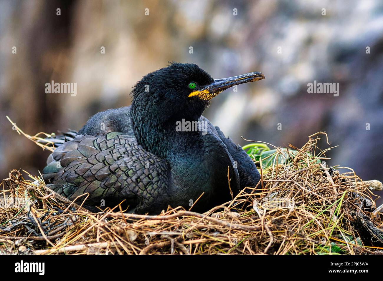 Common shag (Phalacrocorax aristotelis) in nest on bird rock, Staple ...