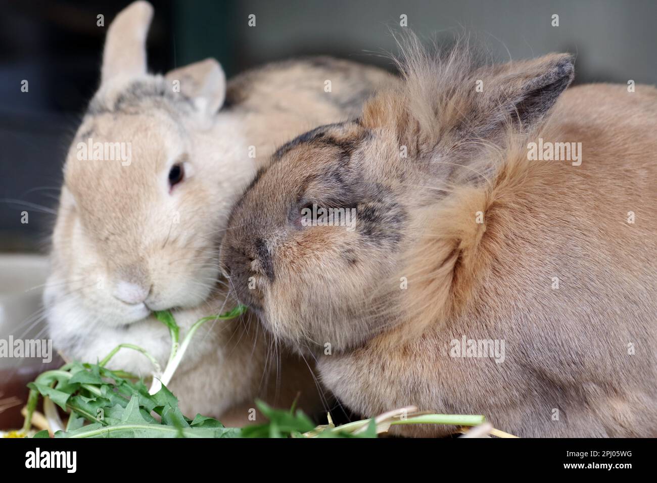 Rabbit eat flower hi-res stock photography and images - Alamy