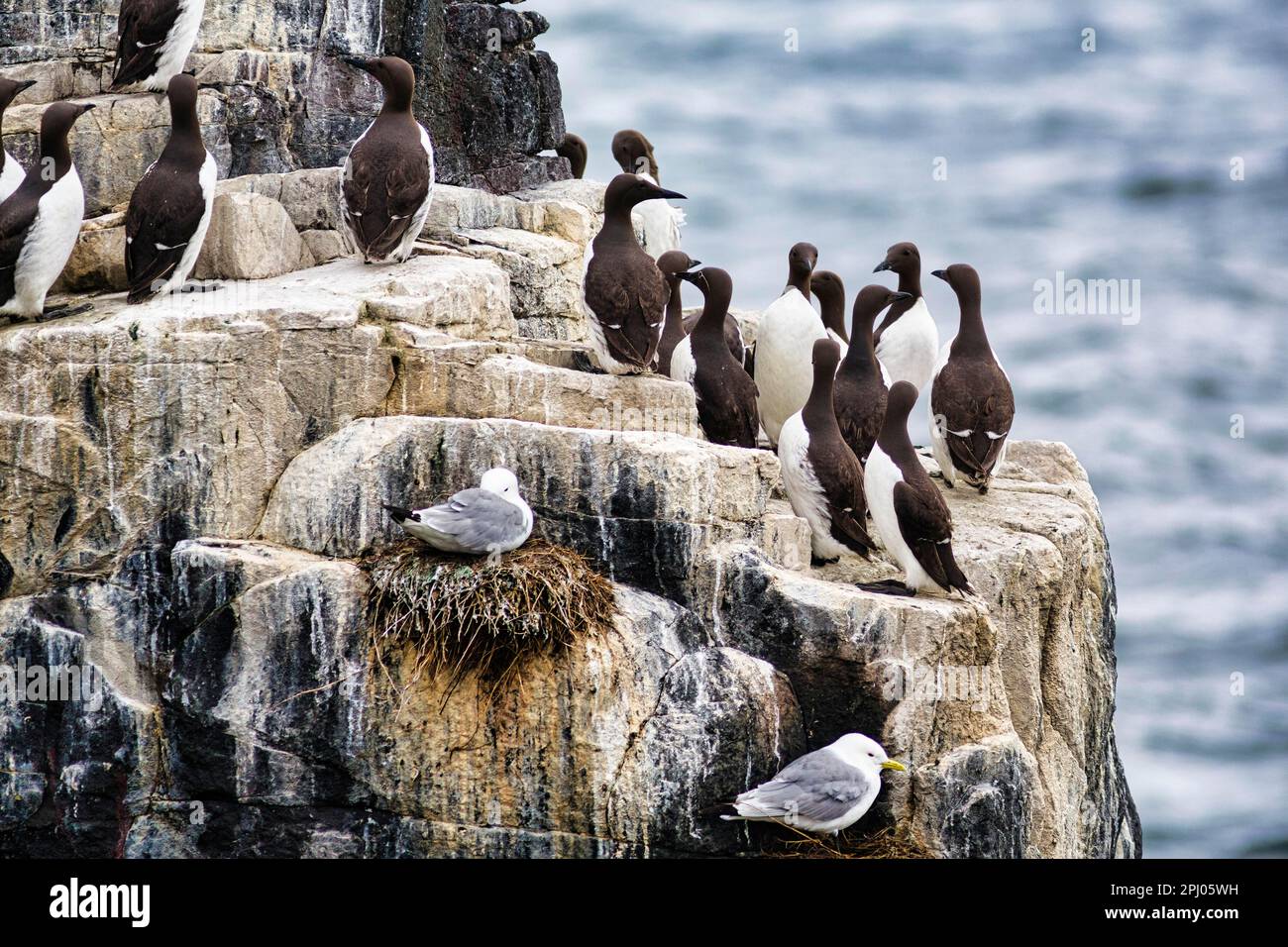 Common guillemots (Uria aalge) on bird cliffs in the North Sea, Staple ...