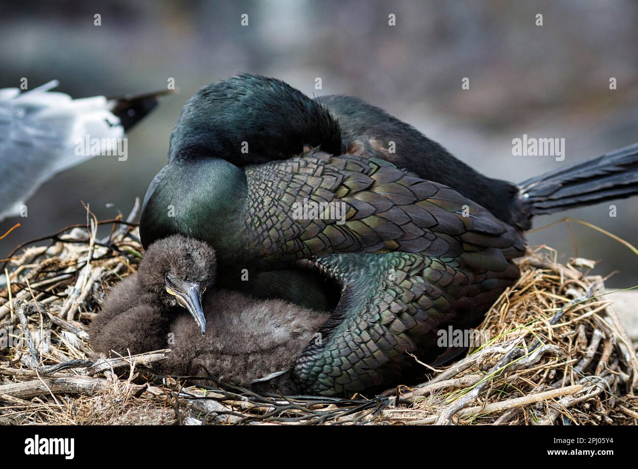 Common shag (Phalacrocorax aristotelis), Old bird with chicks, Young ...