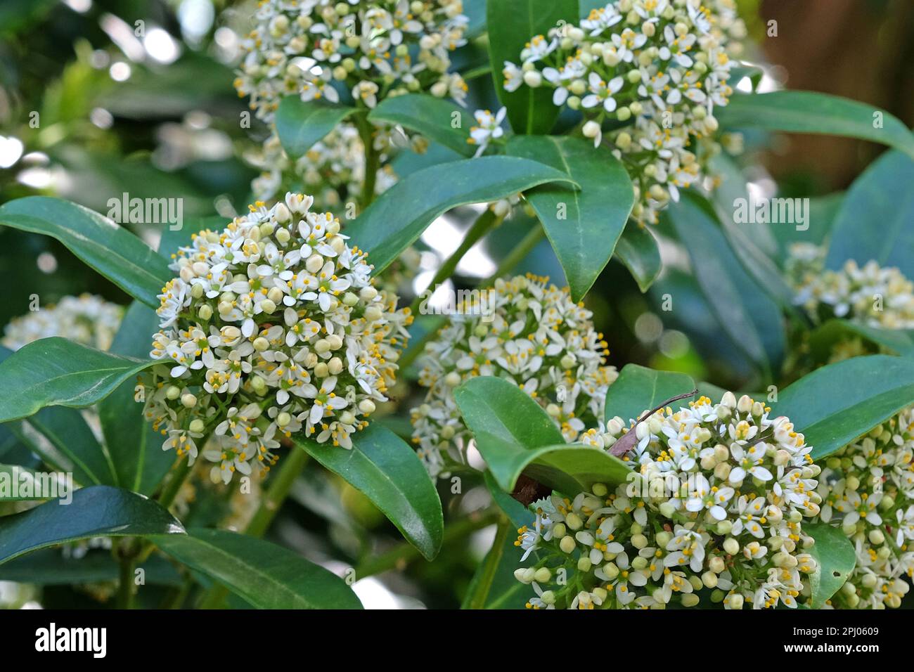 Skimmia Japonica 'Fragrans' in flower Stock Photo - Alamy