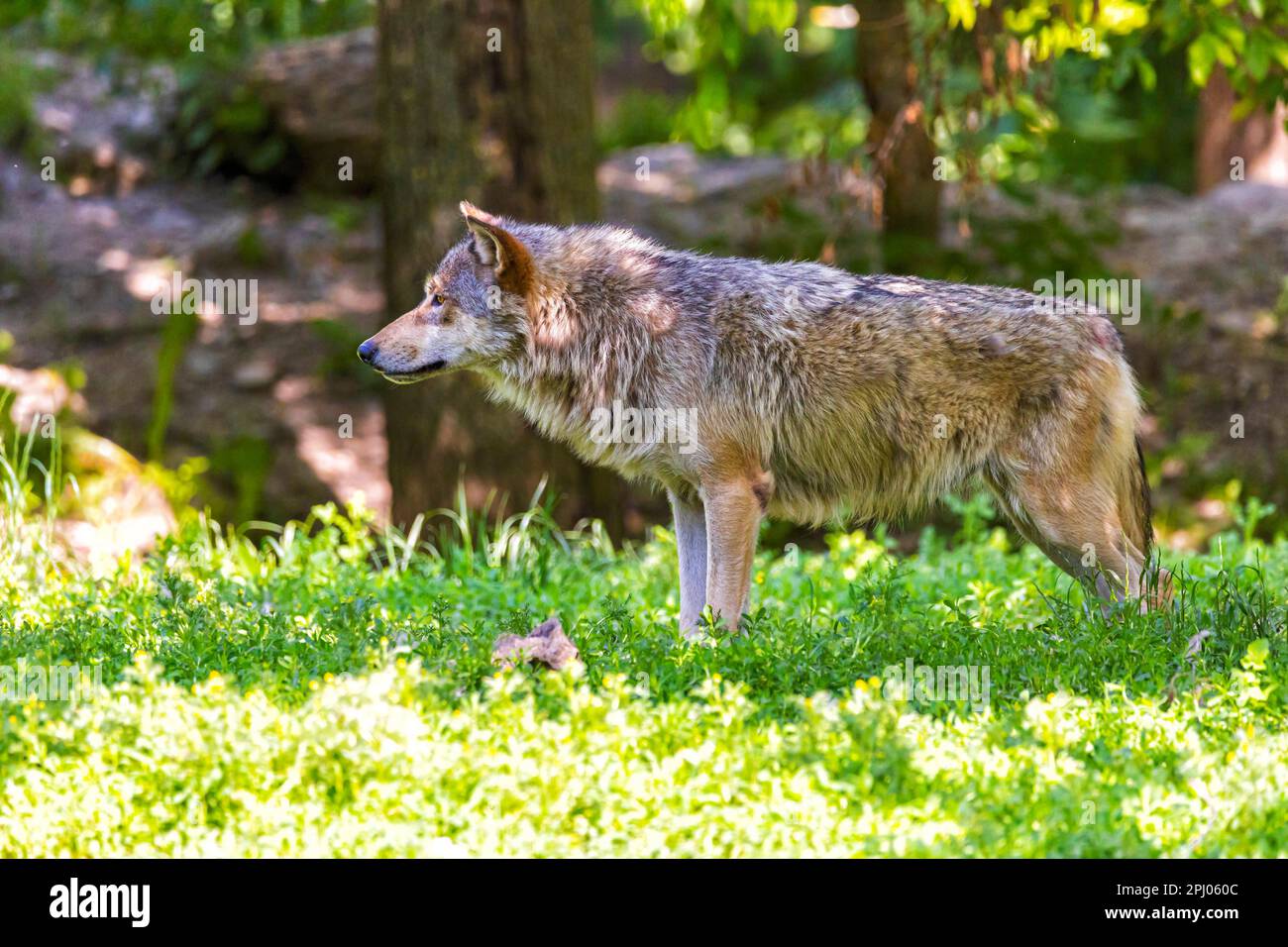 Gray wolf (Canis lupus) in a game park in southern Germany, captive ...
