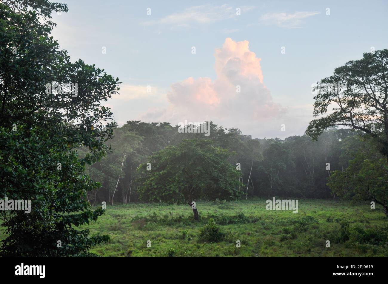 Jungle trail chitwan national park hi-res stock photography and images ...