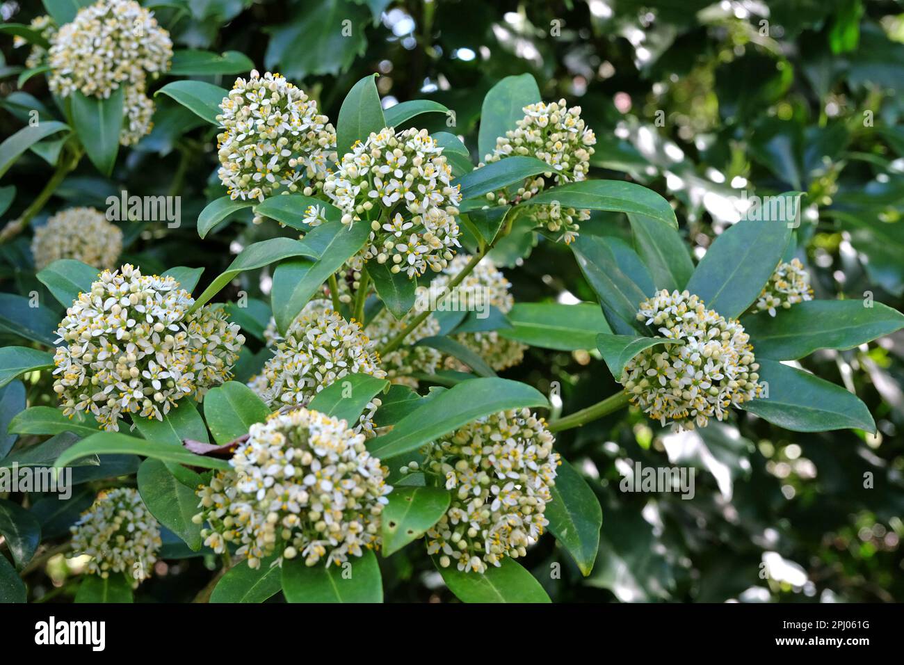 Skimmia Japonica 'Fragrans' in flower Stock Photo - Alamy