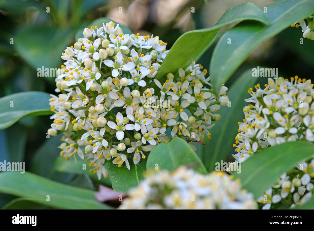 Skimmia Japonica 'Fragrans' in flower Stock Photo - Alamy