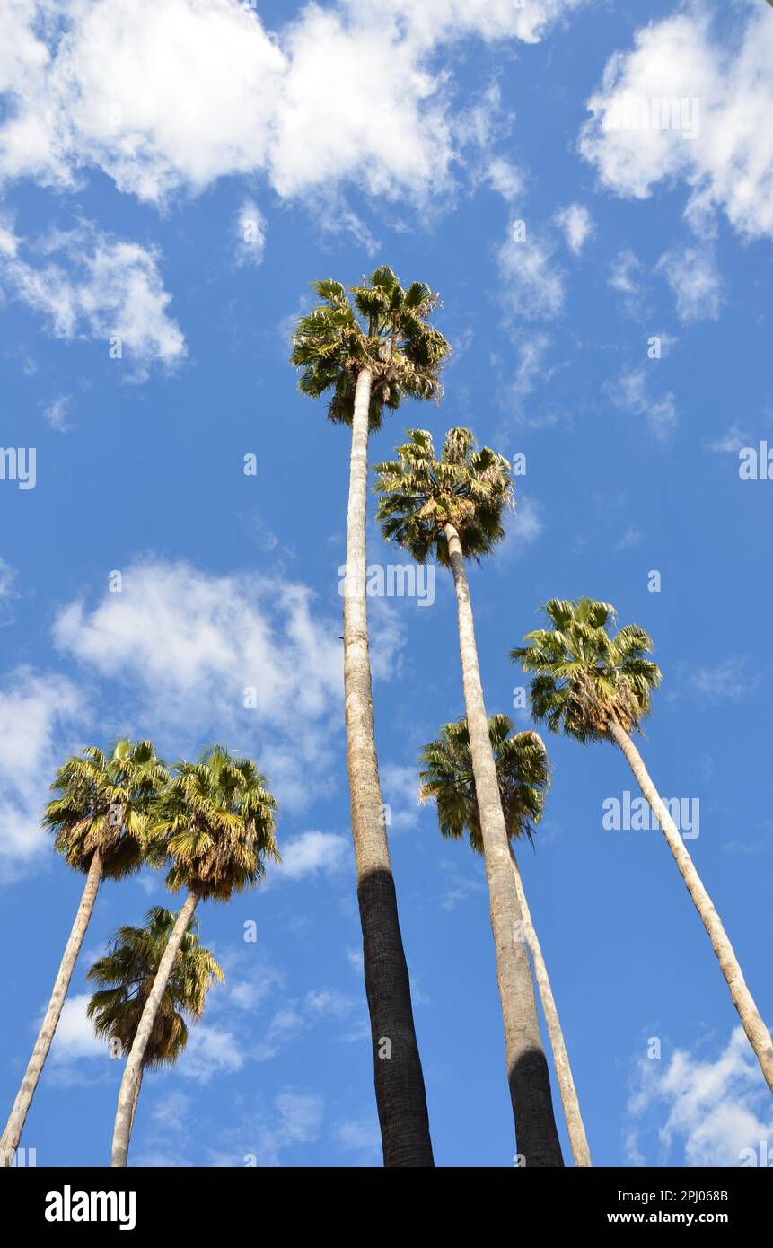 Group of palm trees hi-res stock photography and images - Alamy