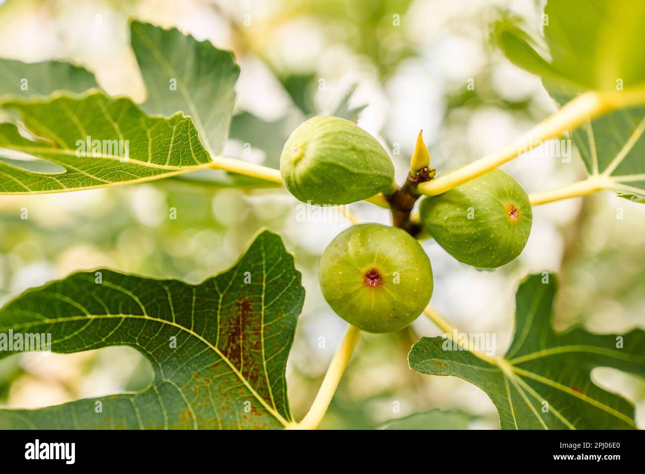 Fig Tree Fruit Before Leaves