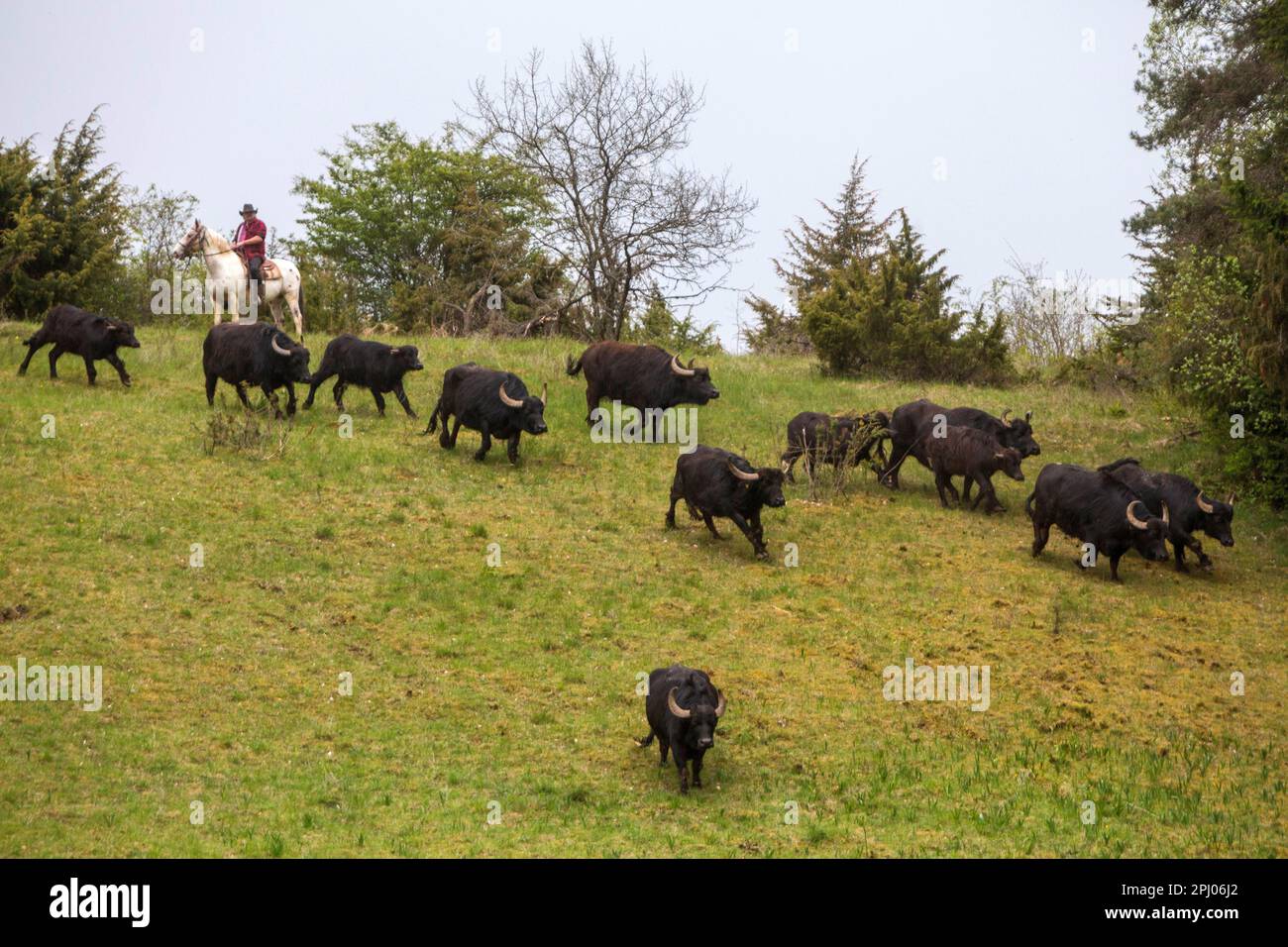 Buffalo breeding hi-res stock photography and images - Alamy