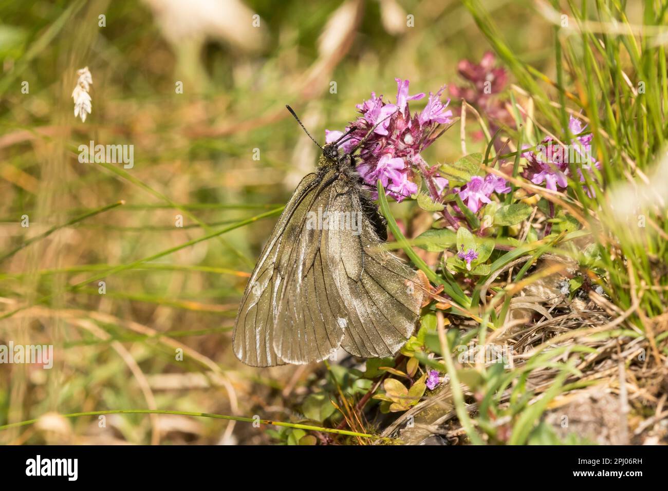 Butterfly specie hi-res stock photography and images - Alamy