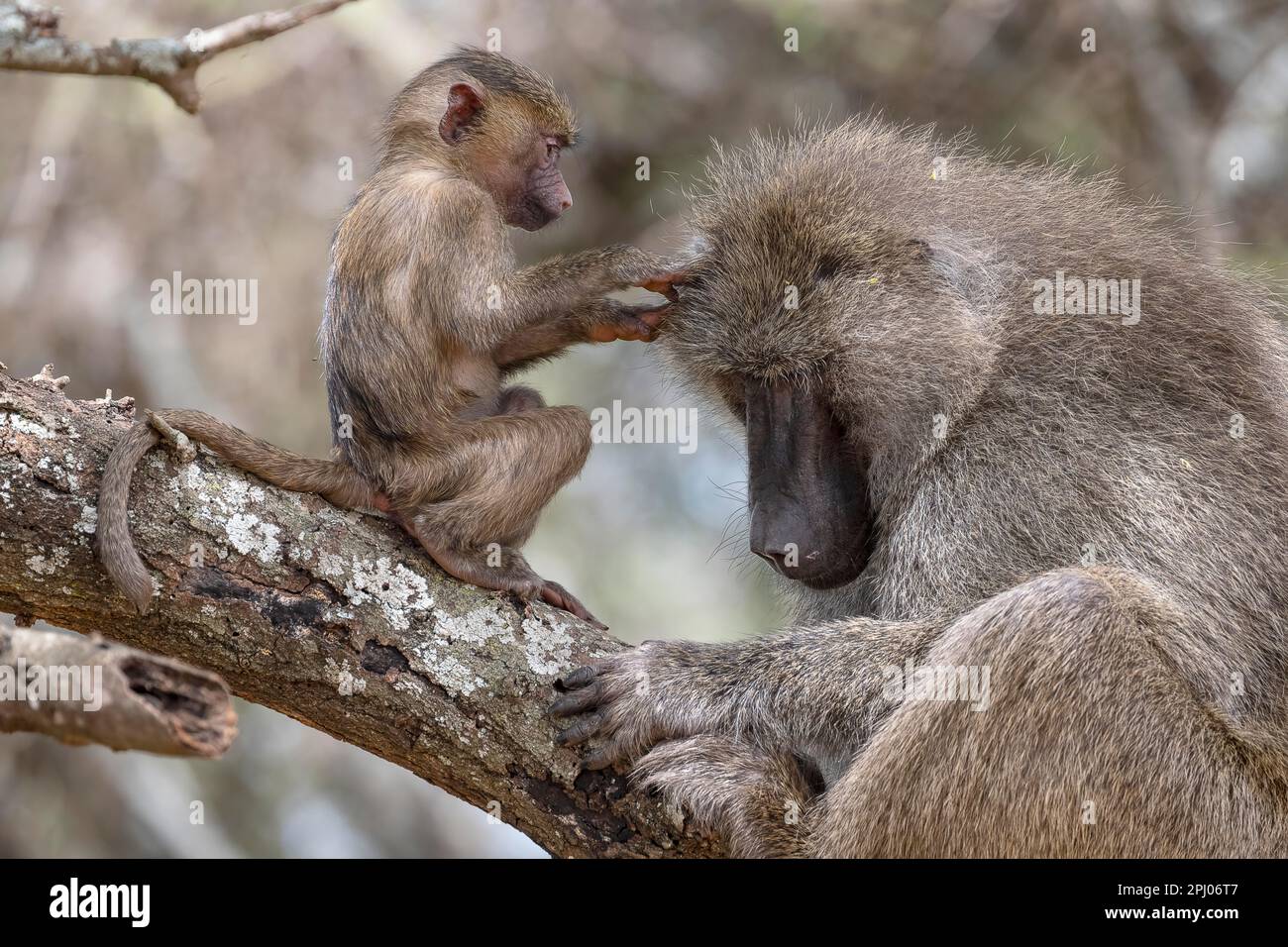 Olive baboon (Papio anubis), young animal cleans adult animal ...
