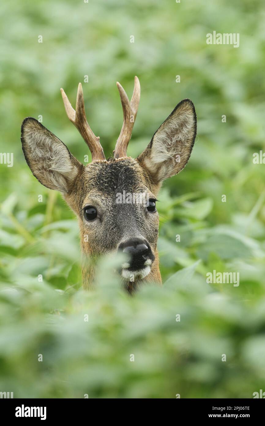 European roe deer (Capreolus capreolus) buck portrait, secured in ...