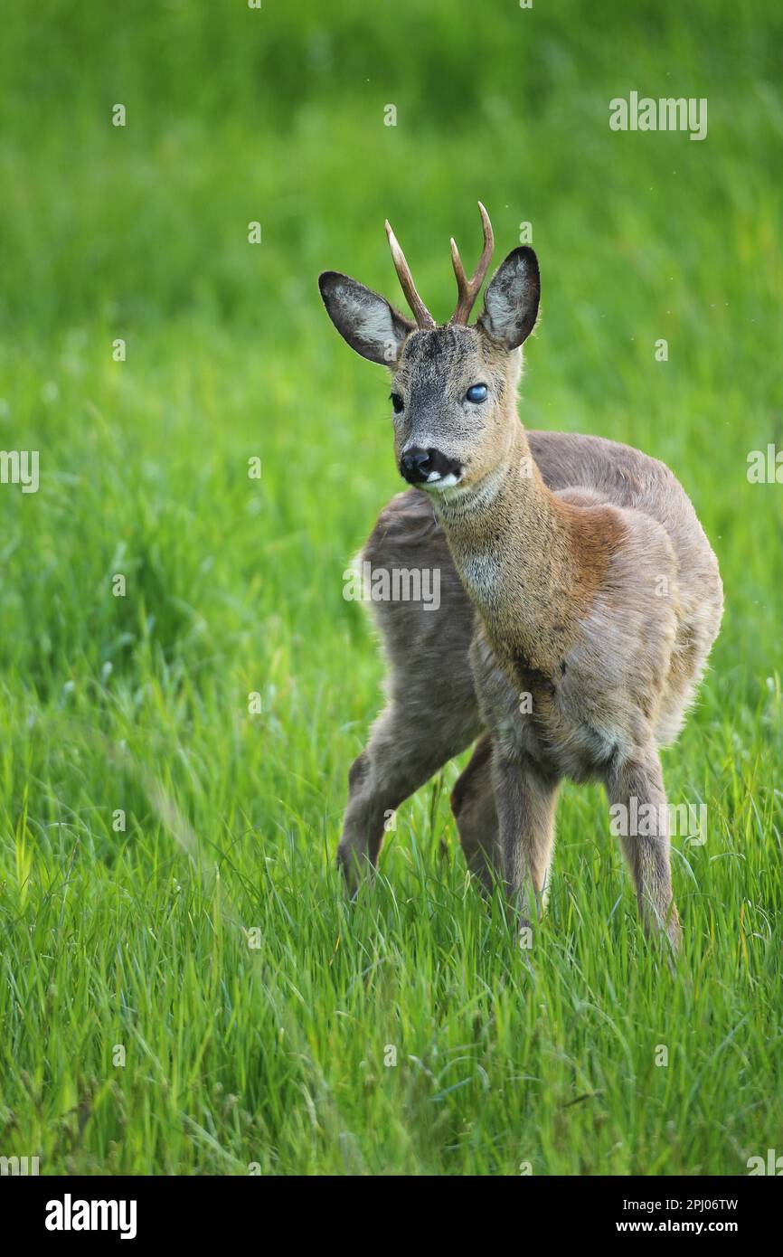 European roe deer (Capreolus capreolus) buck portrait, change of coat ...