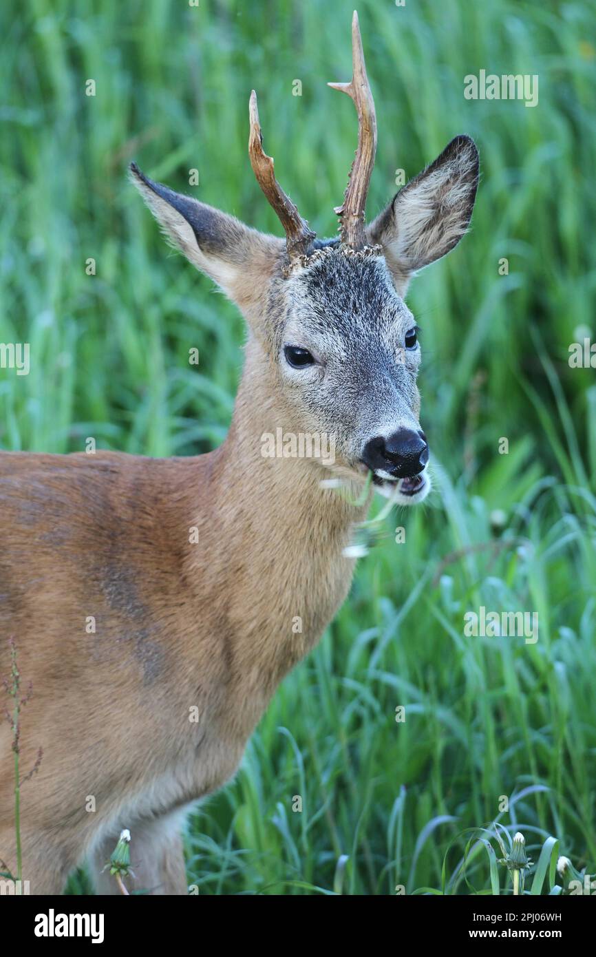 Roe deer (Capreolus capreolus) buck portrait, with abnormal antlers ...