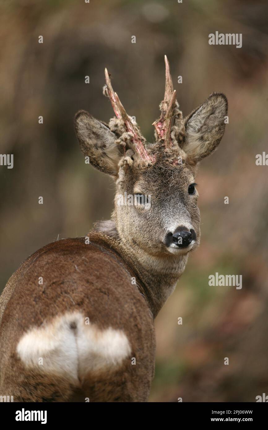 European roe deer (Capreolus capreolus) buck portrait, in winter coat ...