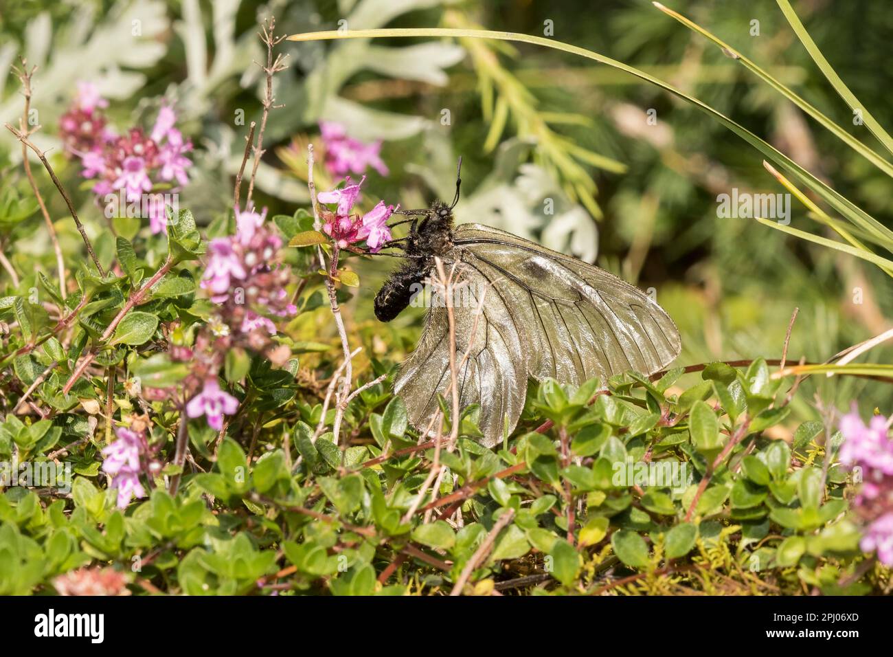 Endangered butterfly hi-res stock photography and images - Alamy