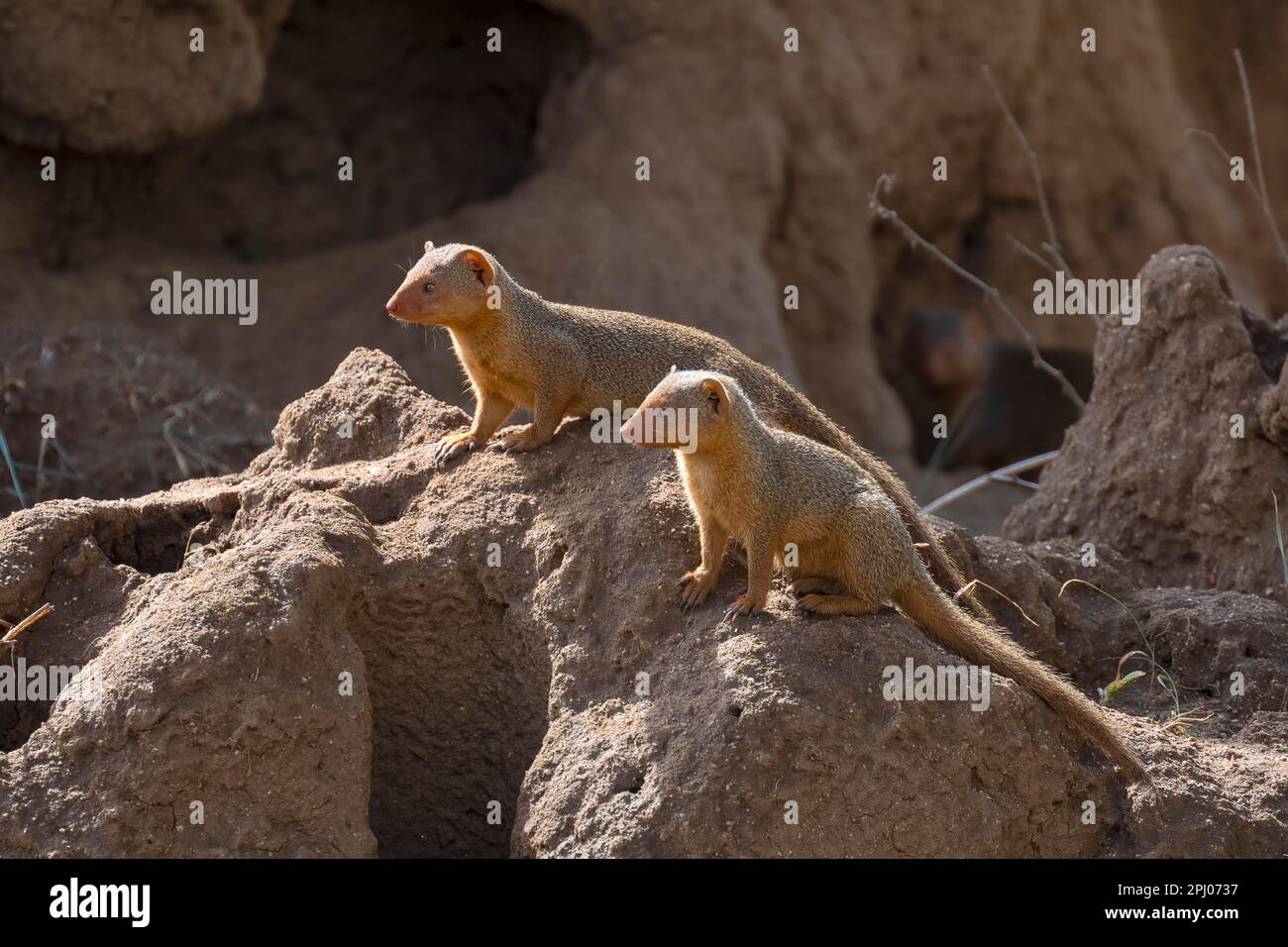 Mongoose (Herpestidae), several animals sitting on termite mound ...