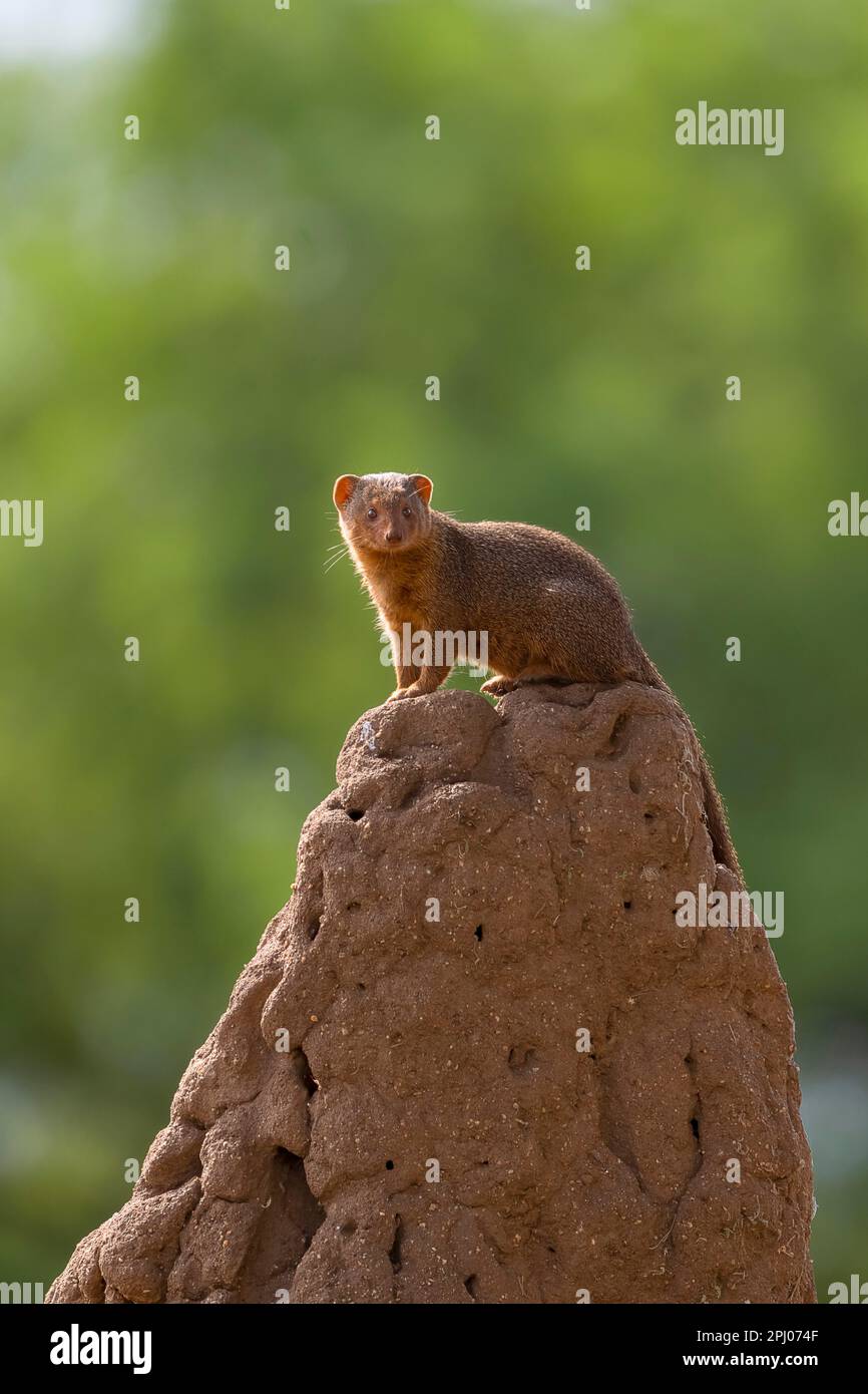 Mongoose (Herpestidae), sitting on termite mound, eye contact ...