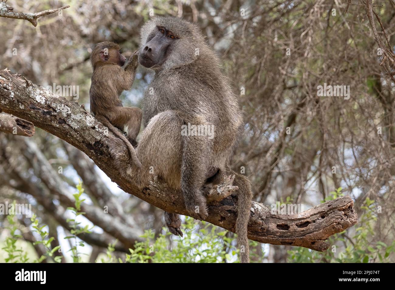 Olive baboon (Papio anubis), young animal frees adult animal from ...