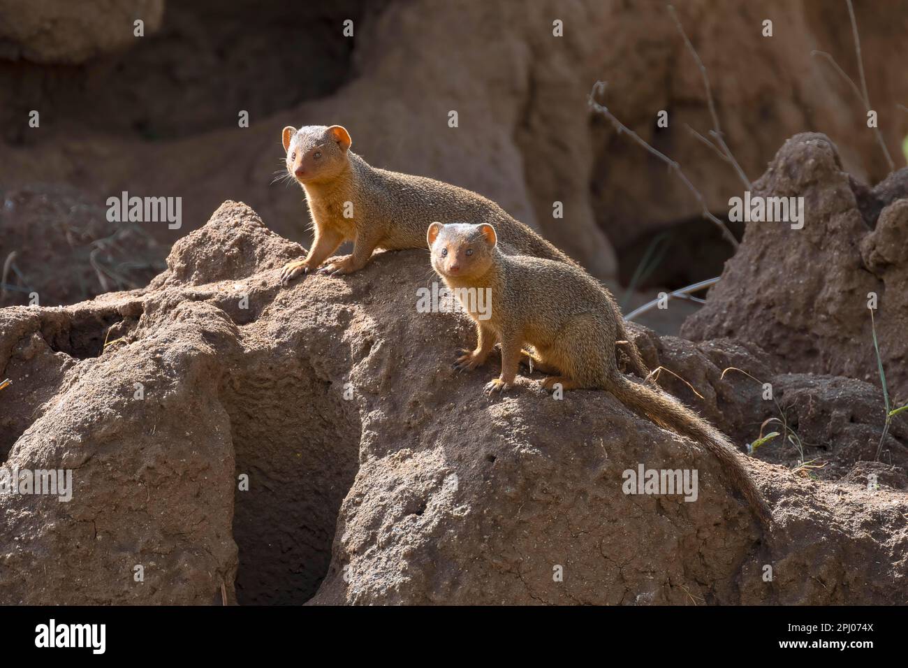 Mongoose (Herpestidae), several animals sitting on termite mound ...