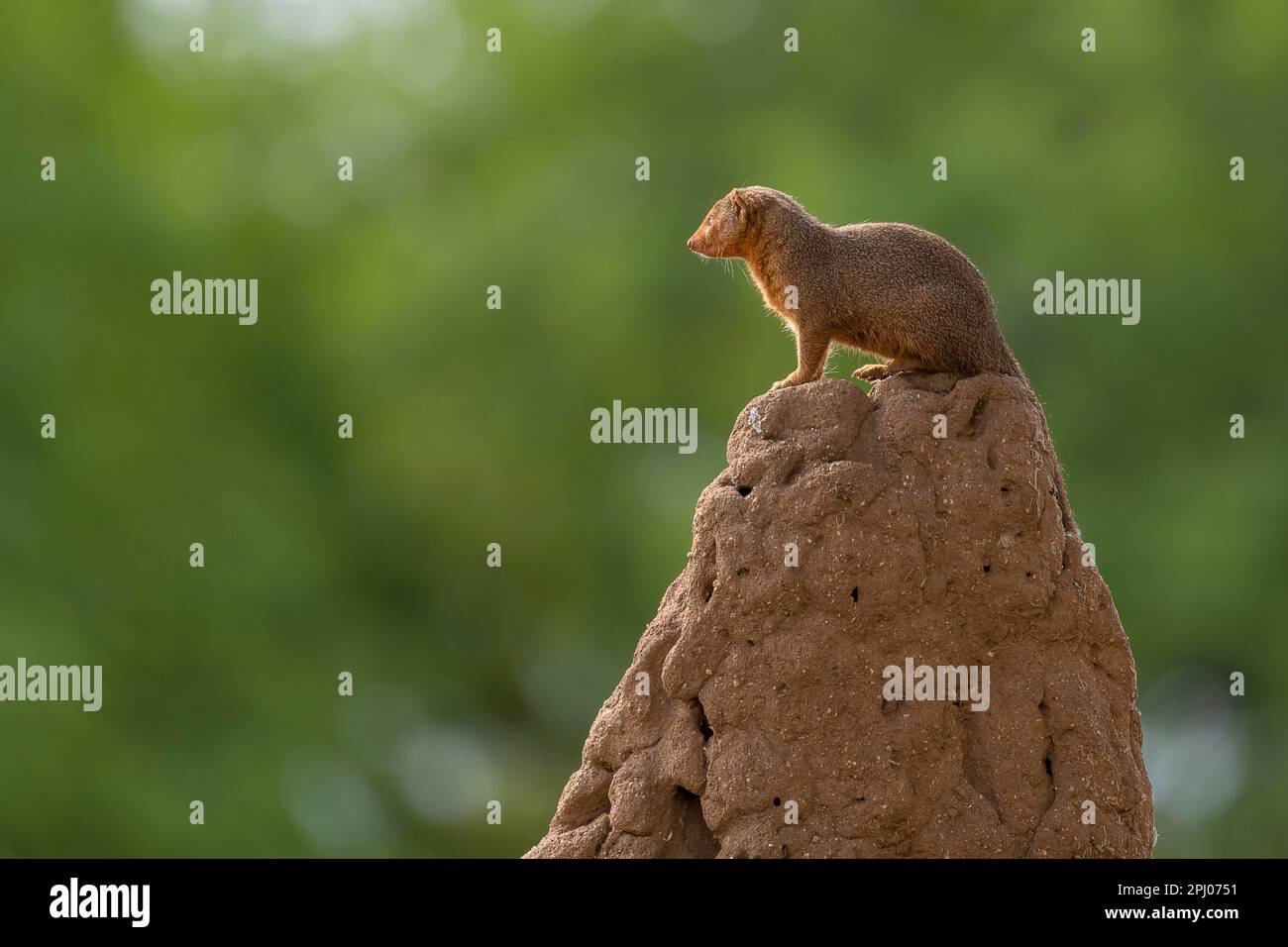 Mongoose (Herpestidae), sitting on termite mound, Tarangire National ...