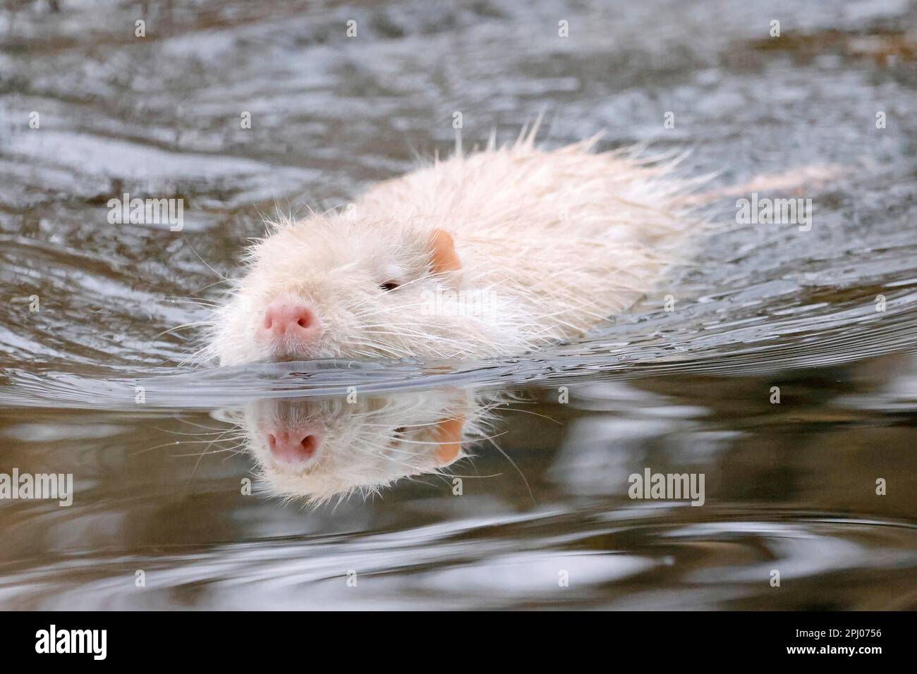Young white albino nutria (Myocastor coypus) swimming through the Lahn ...