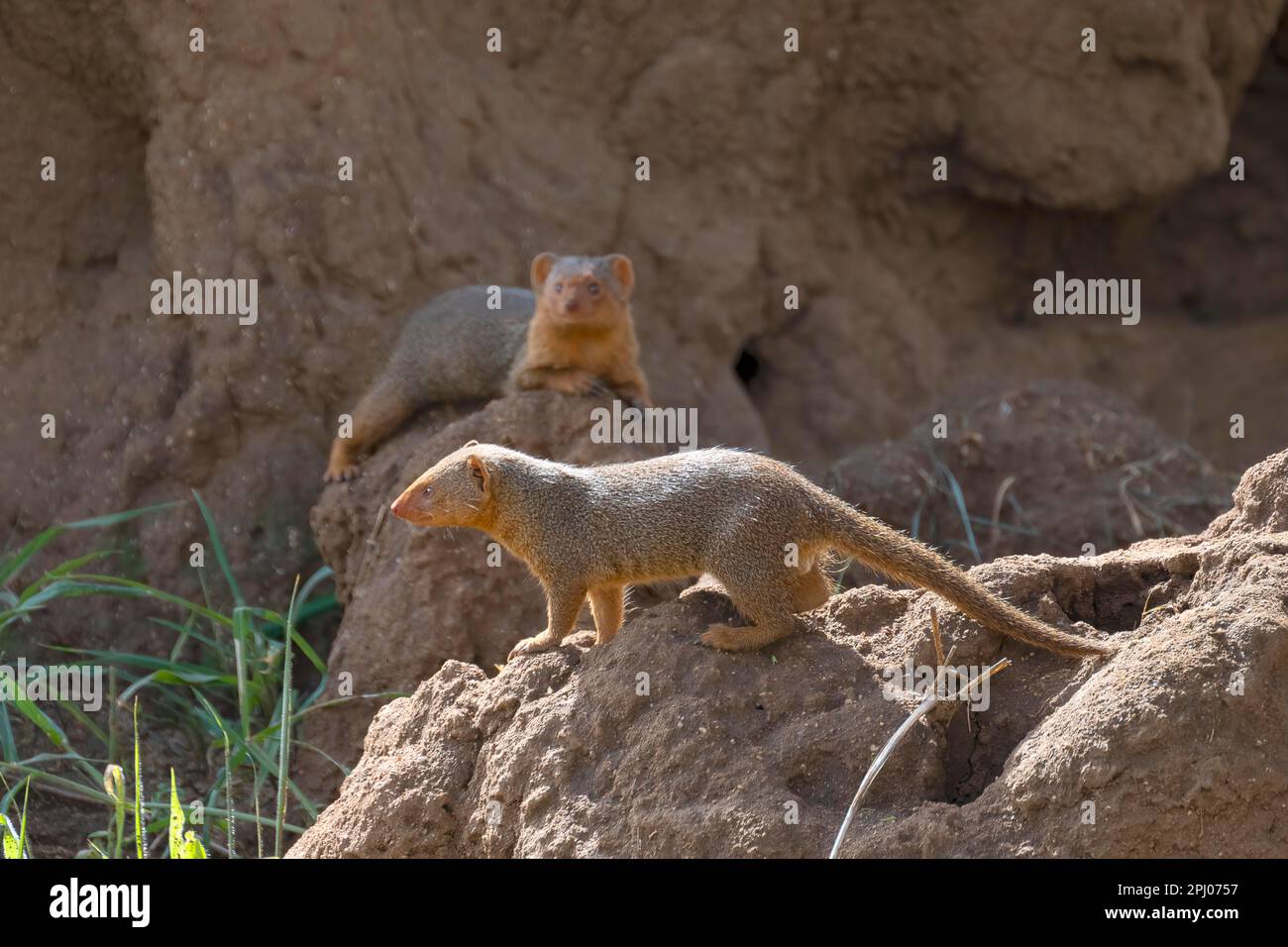 Mongoose (Herpestidae), several animals on termite mound, Tarangire ...