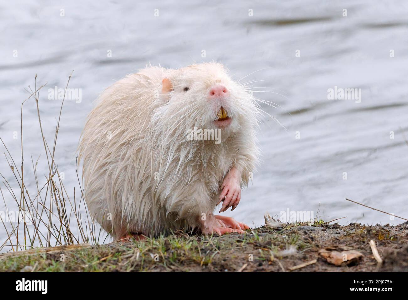 Young white albino nutria (Myocastor coypus) preening itself ...