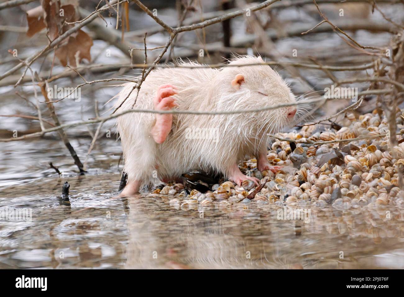 Young white albino nutria (Myocastor coypus) preening on a pile of ...