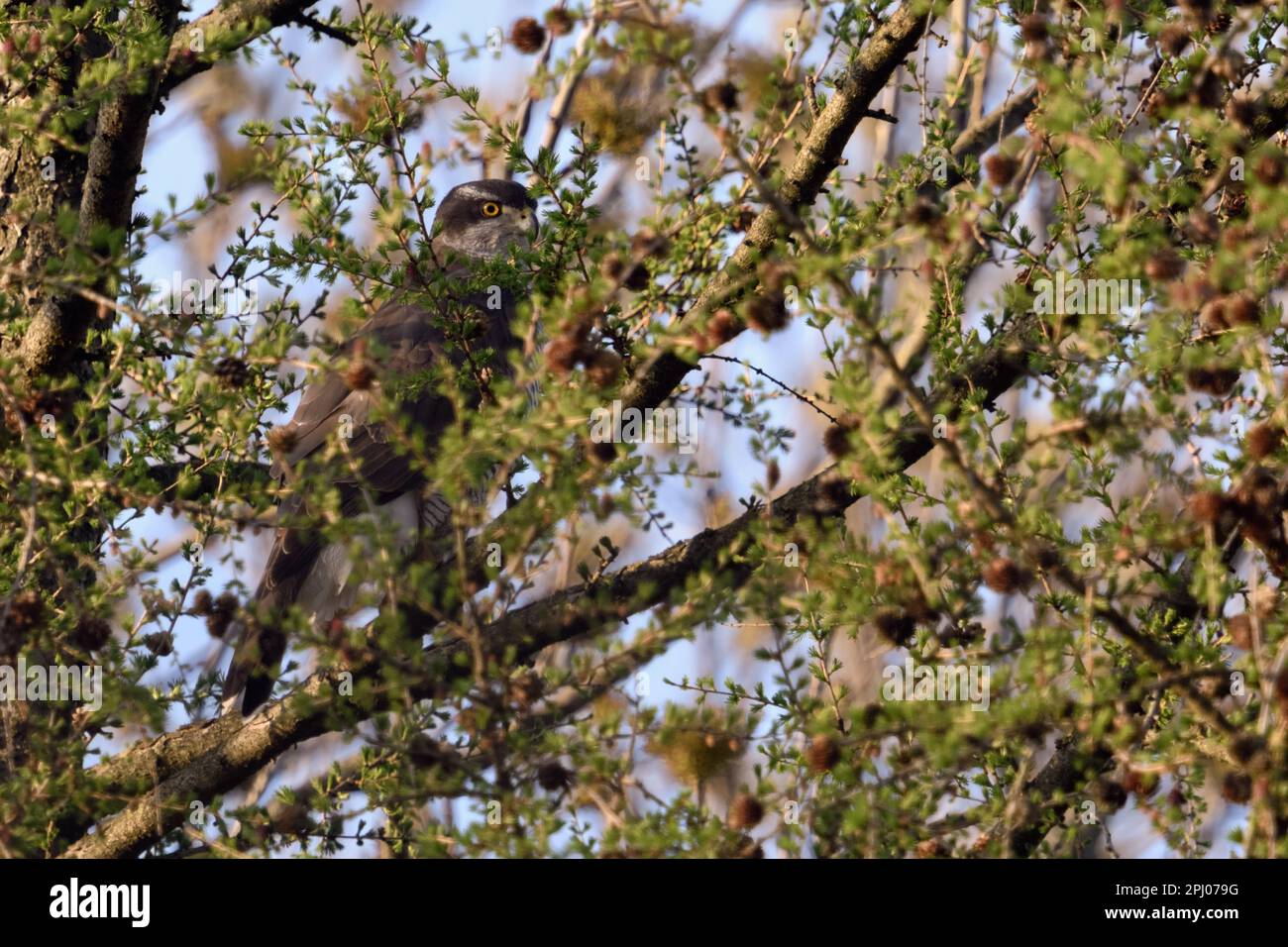 perfectly hidden... Goshawk ( Accipiter gentilis ) perched, well ...