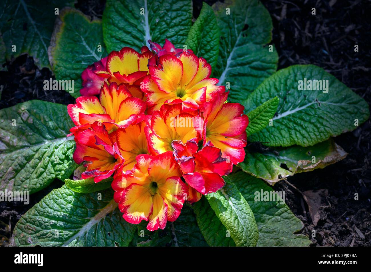 Wilted primroses (Primula vulgaris hybrid), Allgaeu, Bavaria, Germany ...