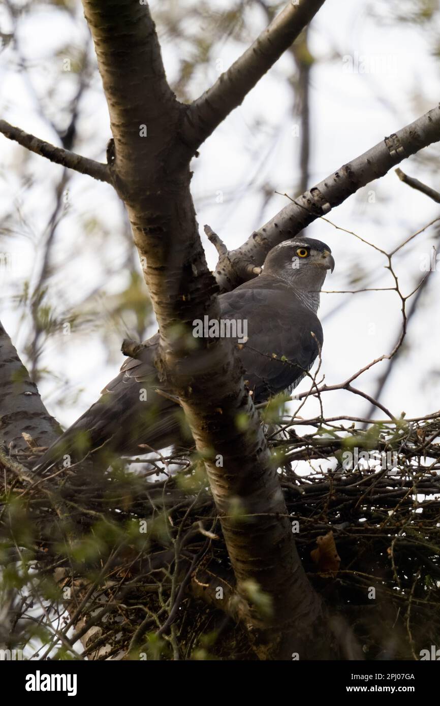 in spring... Goshawk ( Accipiter gentilis ), female goshawk on the ...