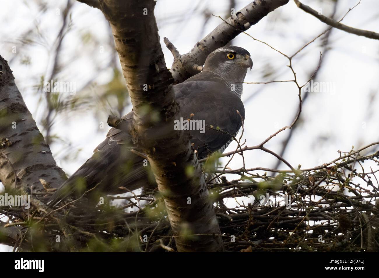 in spring... Goshawk ( Accipiter gentilis ), female goshawk on the ...