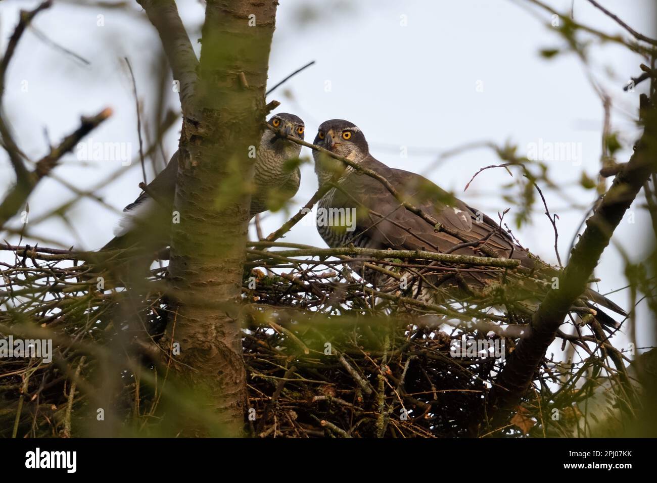 Nesting preparations... Goshawk ( Accipiter gentilis ), Goshawk pair on ...