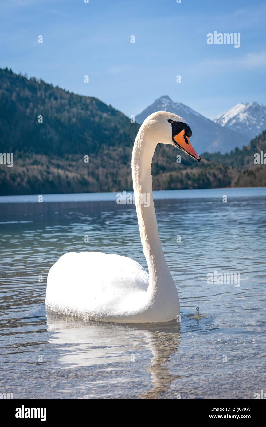 Swan on Alpsee with alpine panorama, Schwangau, Allgaeu, Bavaria ...