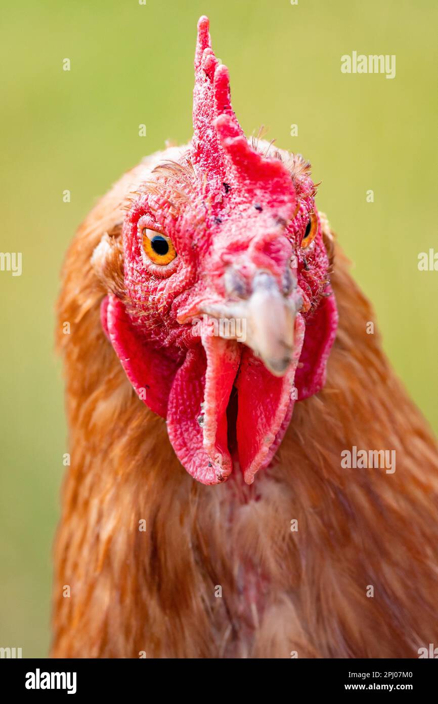 Chicken, Allgaeu, Bavaria, Germany Stock Photo - Alamy