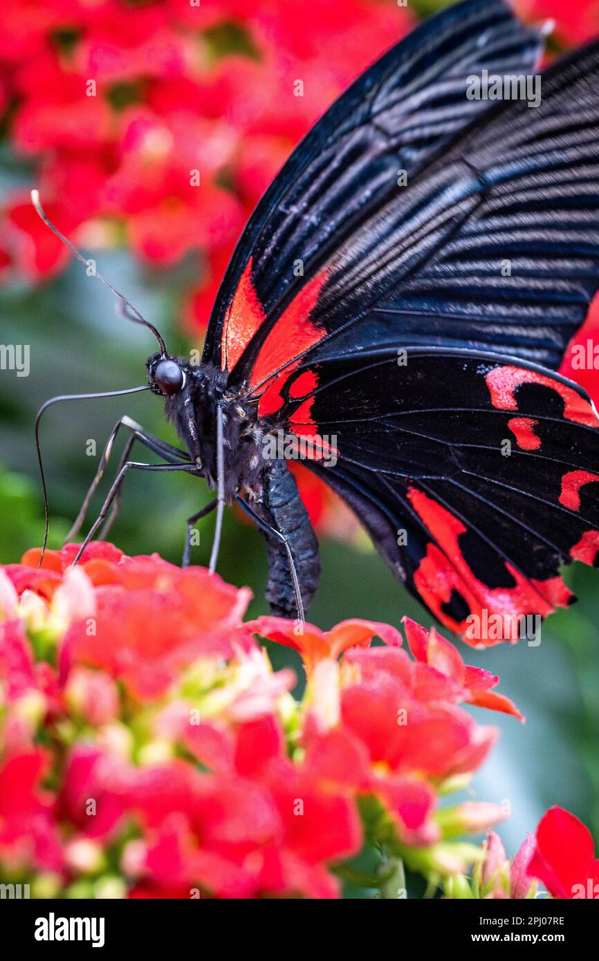 Red butterfly hi-res stock photography and images - Alamy