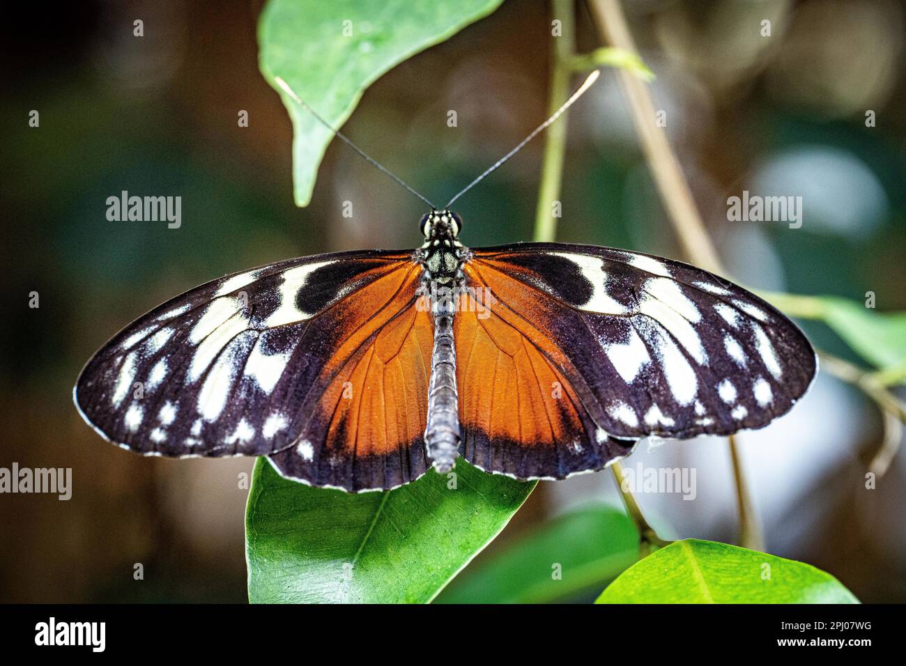 Close up butterfly photography hi-res stock photography and images - Alamy