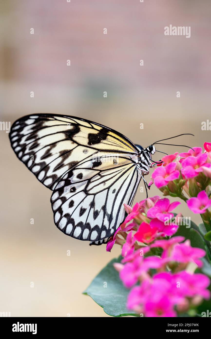 Close up butterfly on flower hi-res stock photography and images - Alamy