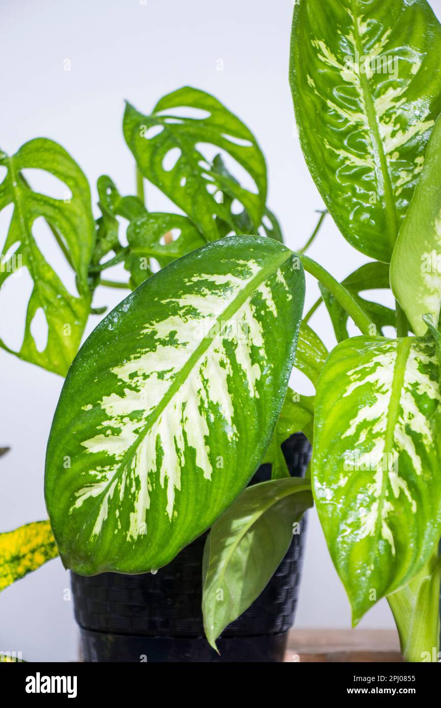 Leopard lily houseplant pot hi-res stock photography and images - Alamy