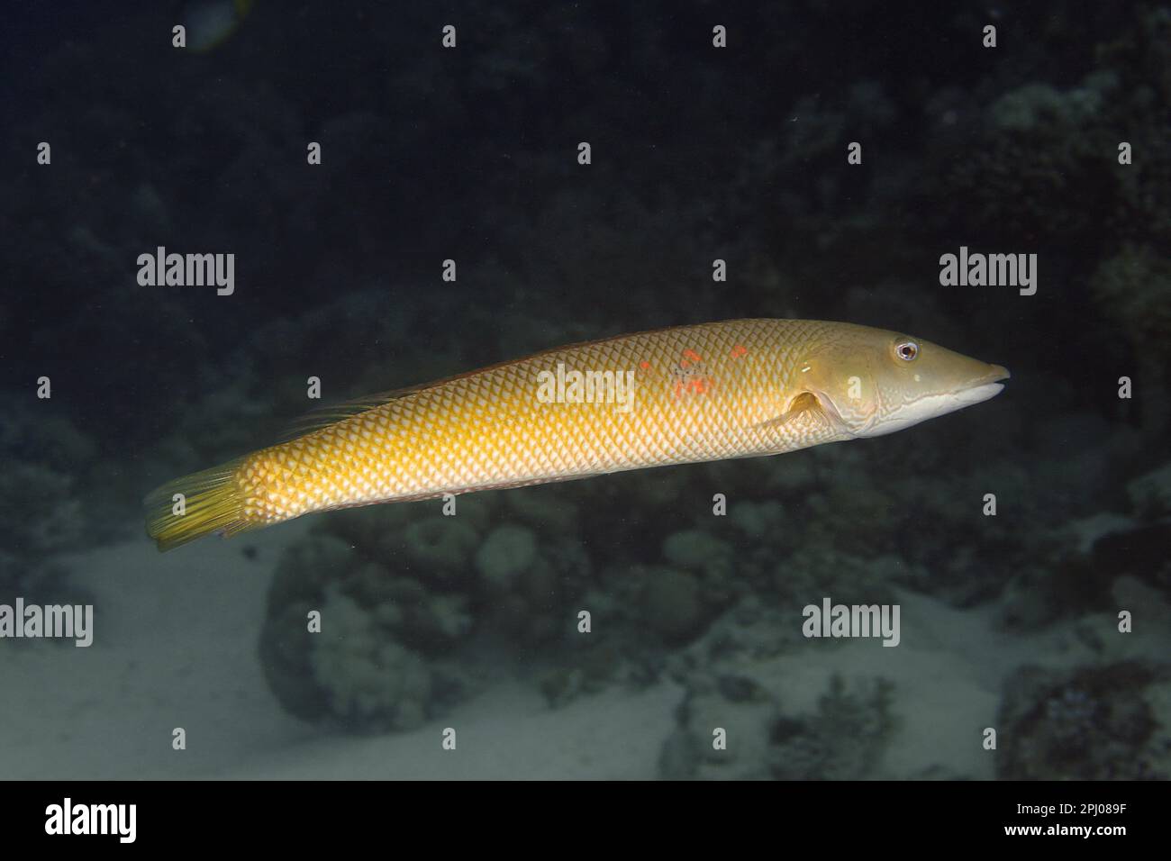 Cigar wrasse (Cheilio inermis) at night. Dive site Mangrove Bay, El ...