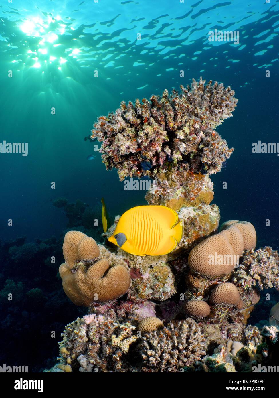 Bluecheek butterflyfish (Chaetodon semilarvatus) under stone corals, in ...