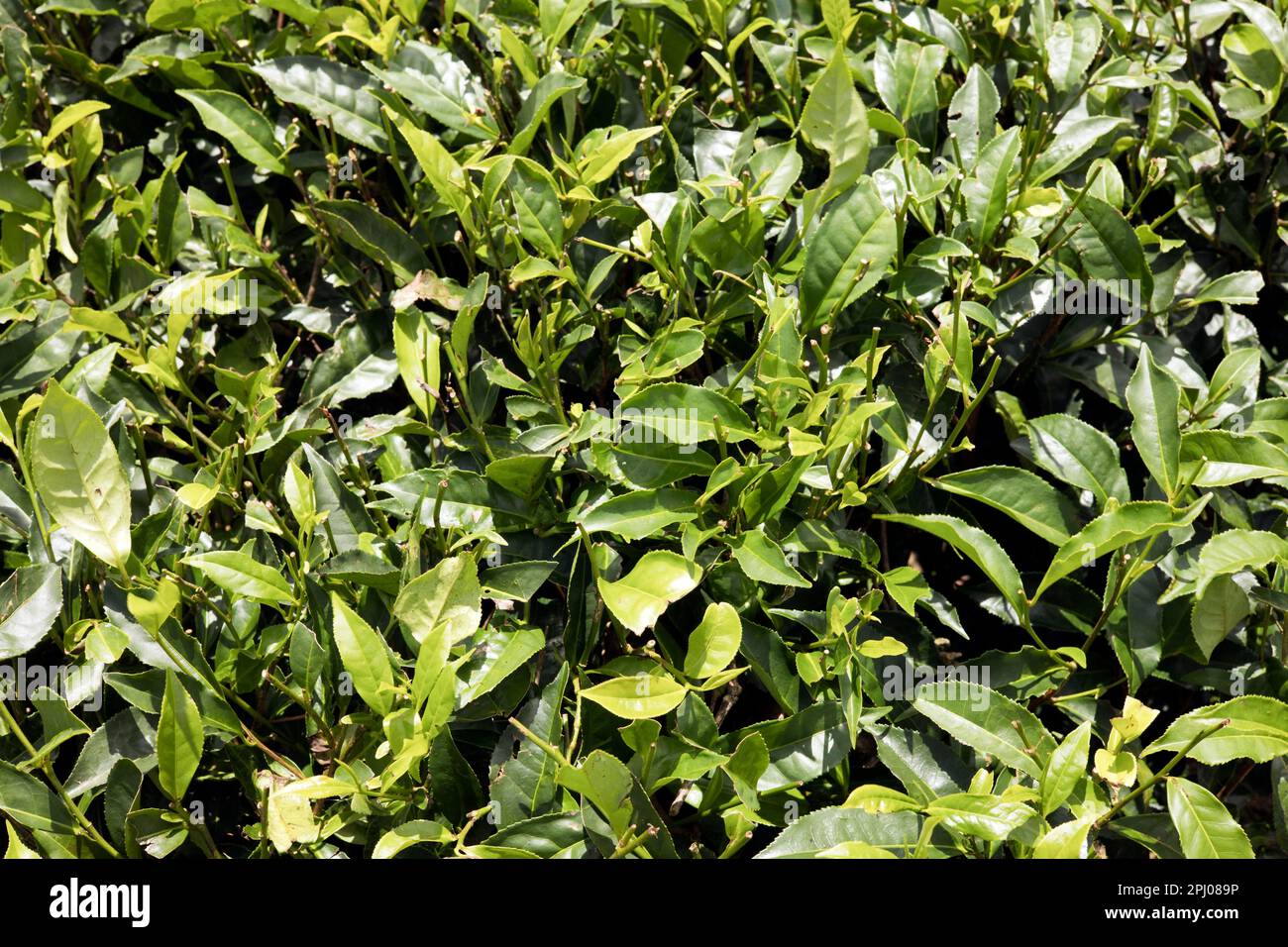 Young fresh tea (Camellia sinensis) leaves on a bush, tea plantation ...