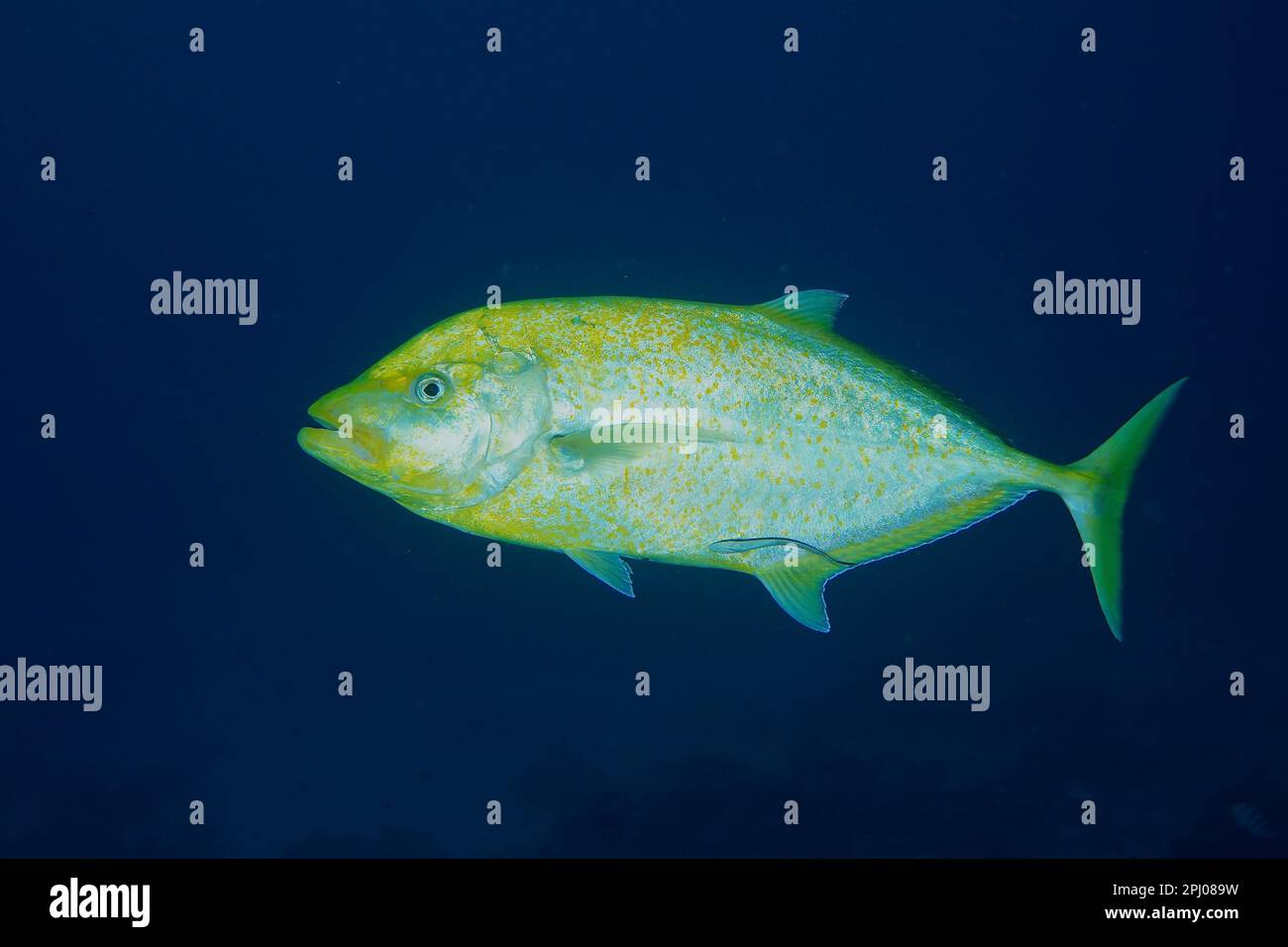 Orange-spotted trevally (Carangoides bajad) against a solid blue ...
