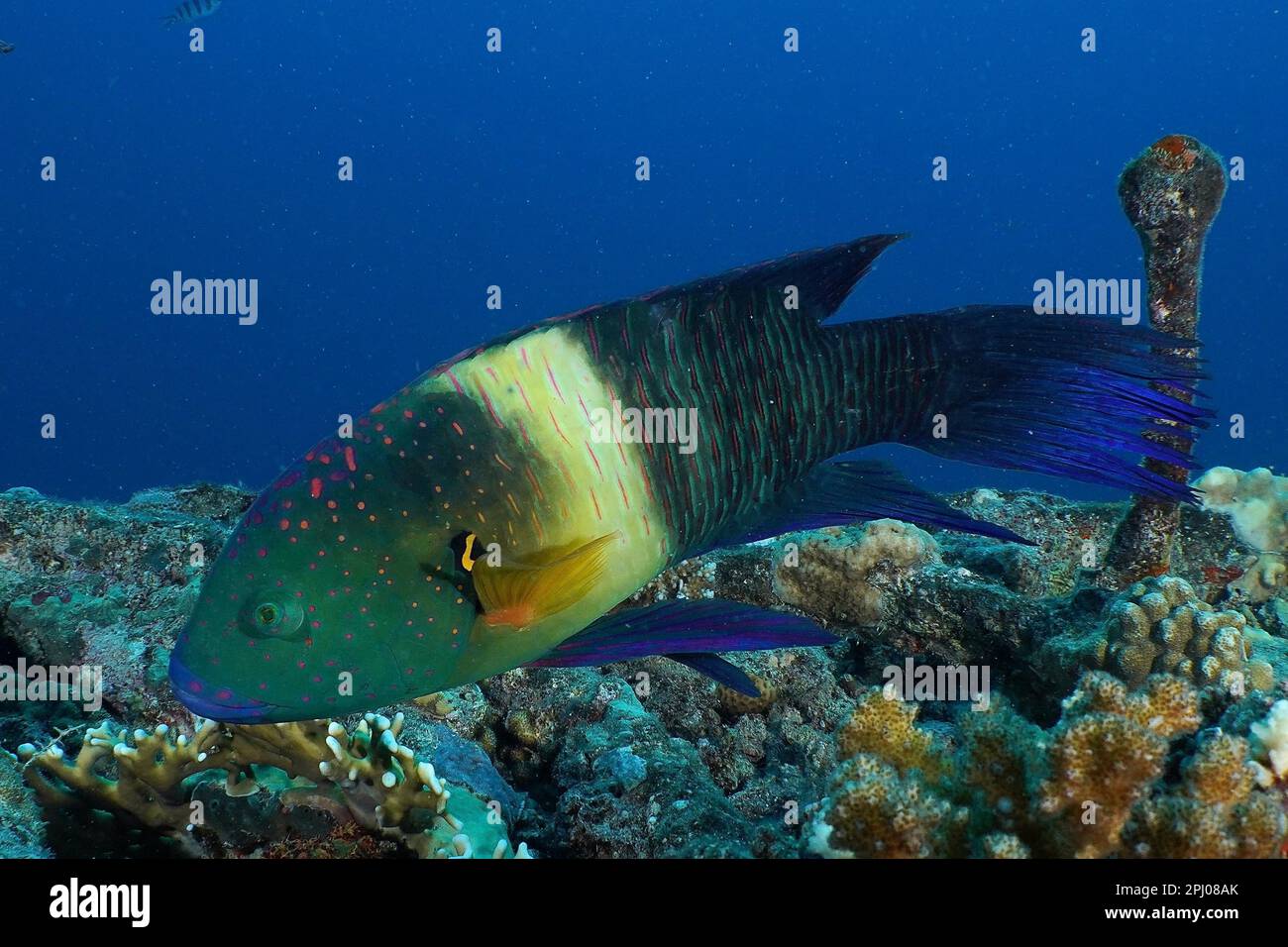 Broomtail wrasse (Cheilinus lunulatus), Thistlegorm wreck dive site ...
