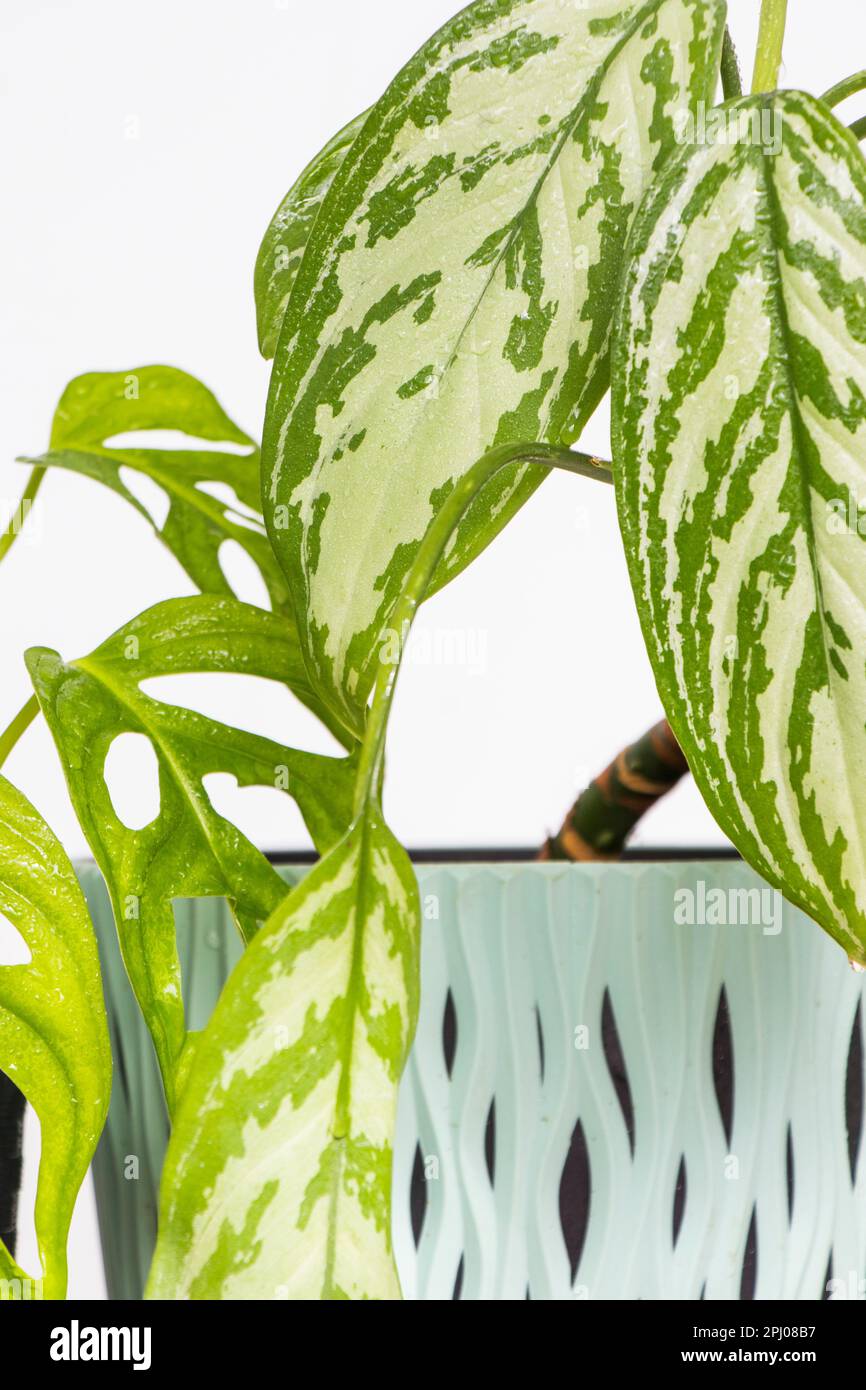 Close-up vertical shot of a realistic rubber fig isolated on a white ...