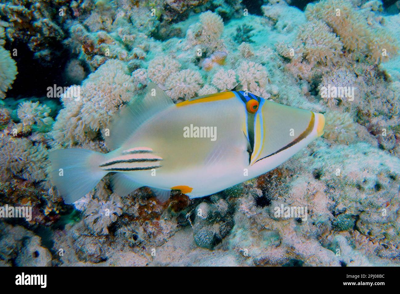 Arabian arabian picasso triggerfish (Rhinecanthus assasi), Dive Site ...